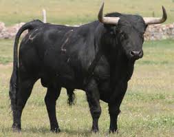 Toro/Bull :: Animales en ingles y en español