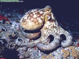 Pulpo/Octopus :: Animales en ingles y en español